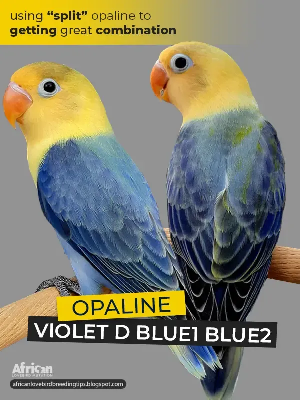Opaline lovebird store
